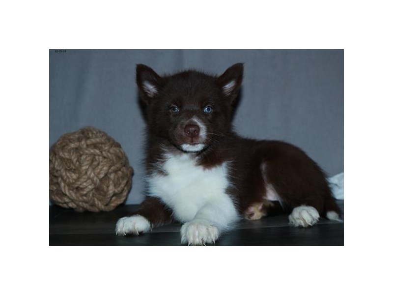 Pomsky Puppy Chocolate / White ID:18418 Located at Petland Rome, Georgia