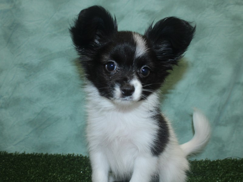 Black Papillon Puppies