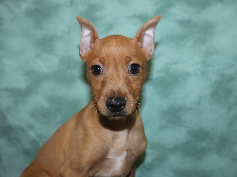 Miniature Pinscher Puppy Red ID:8399 Located at Petland Rome, Georgia