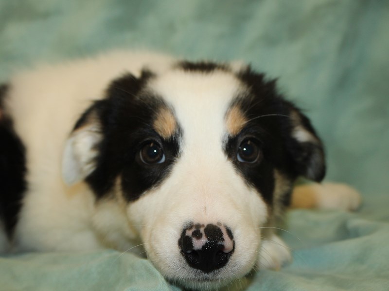 Border Collie Puppies - Petland Rome, Georgia