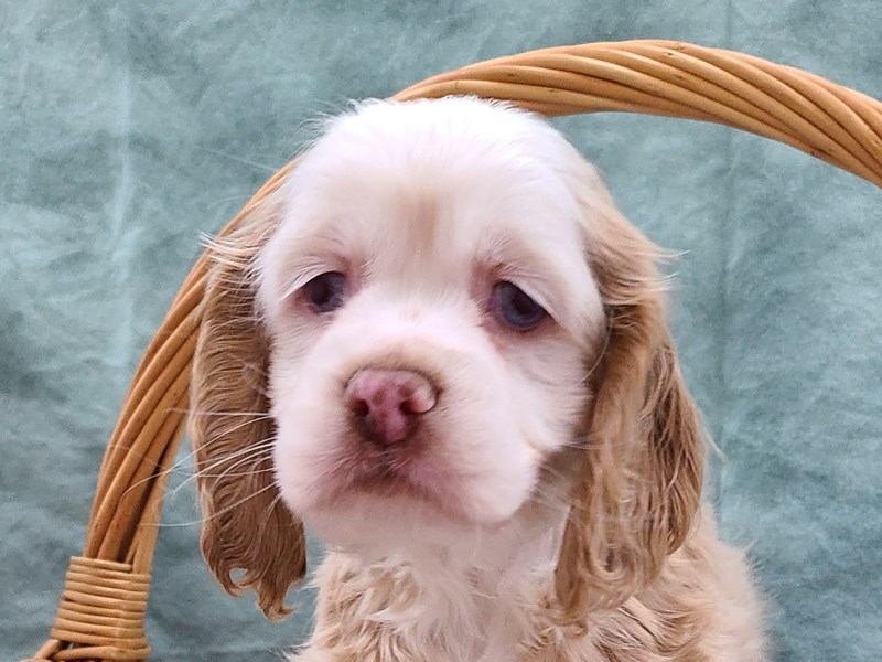 Cocker Spaniel Puppy BUFF WHITE ID:8718 Located at Petland Rome, Georgia