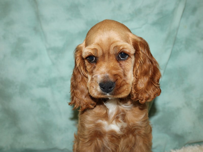 Cocker Spaniel Puppy Red ID:19490 Located at Petland Rome, Georgia