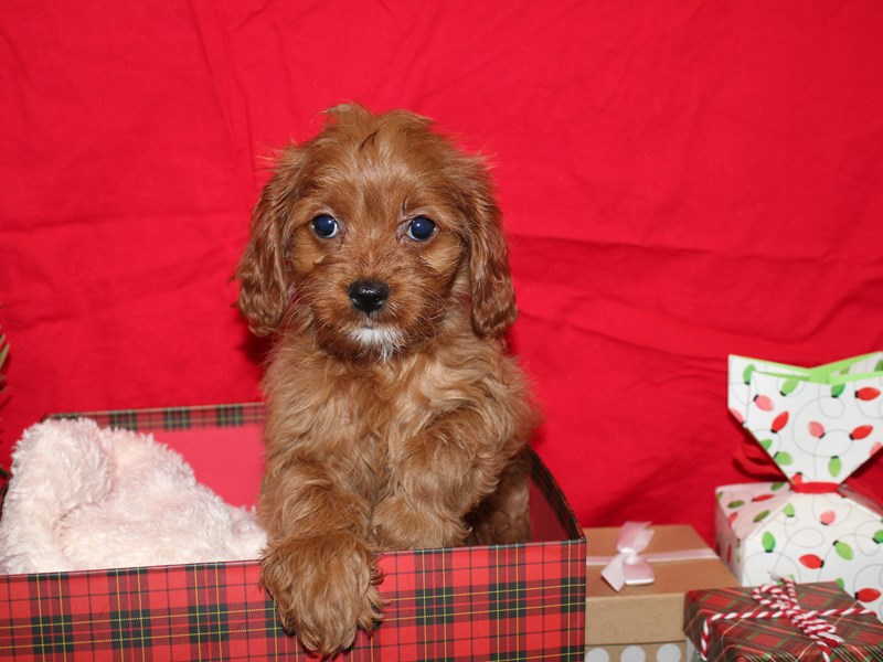 Cavapoo Puppy Ruby ID:19986 Located at Petland Rome, Georgia