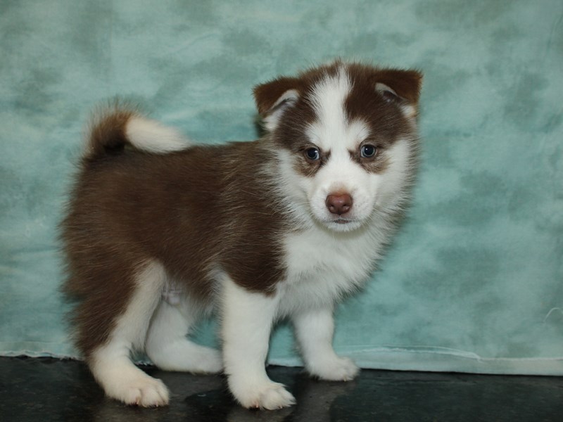 Pomsky Puppy RED WHITE ID:20010 Located at Petland Rome, Georgia