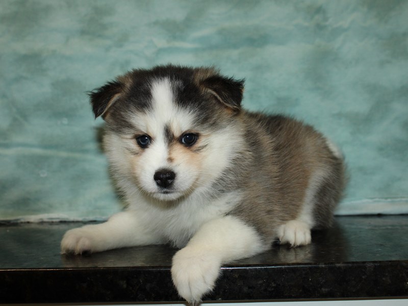Pomsky Puppy BLK WHITE ID:20009 Located at Petland Rome, Georgia