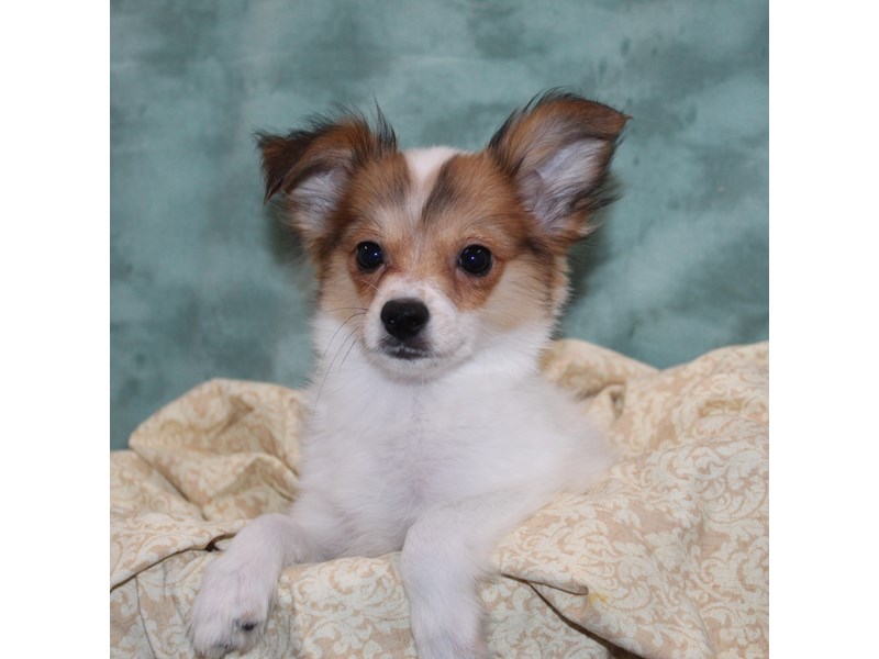 Papillon Puppies - Petland Rome, Georgia