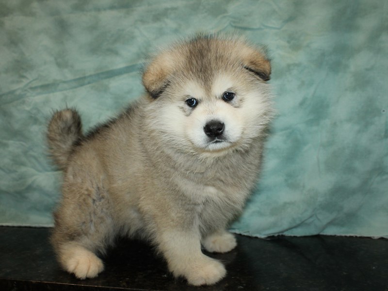 Grey Alaskan Malamute