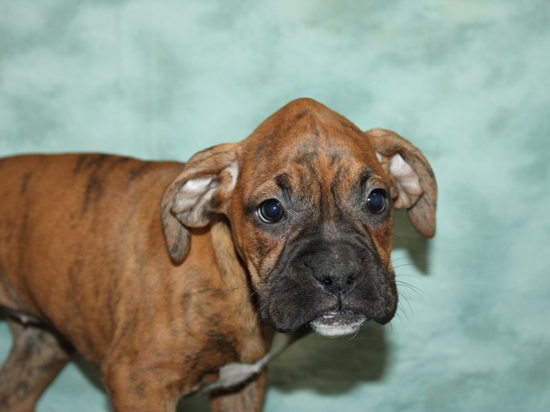 Boxer Puppy Brindle with Black Mask ID:20061 Located at Petland Rome ...