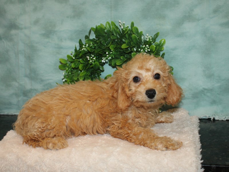 Poodle Puppies - Petland Rome, Georgia