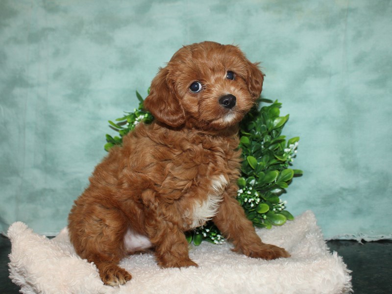 Red Cavapoo Puppies