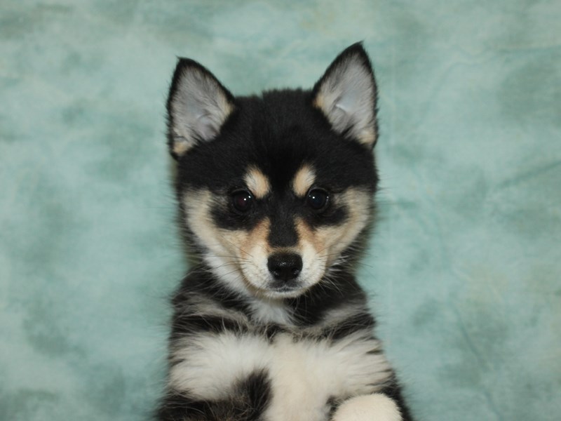 Pomsky Puppy Black ID:9319 Located at Petland Rome, Georgia
