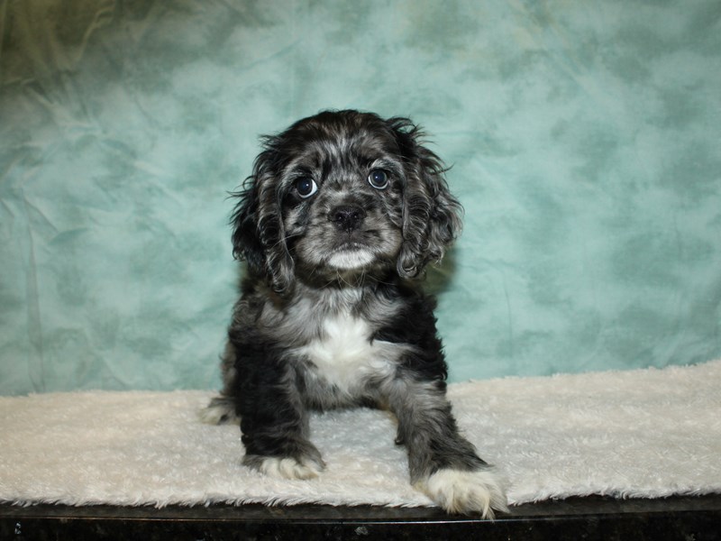 Cocker Spaniel-DOG-Male-merle-3671946-Petland Rome, Georgia