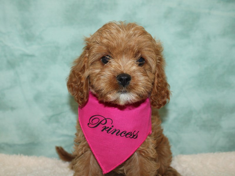 Cavapoo Puppy Red ID:20366 Located at Petland Rome, Georgia