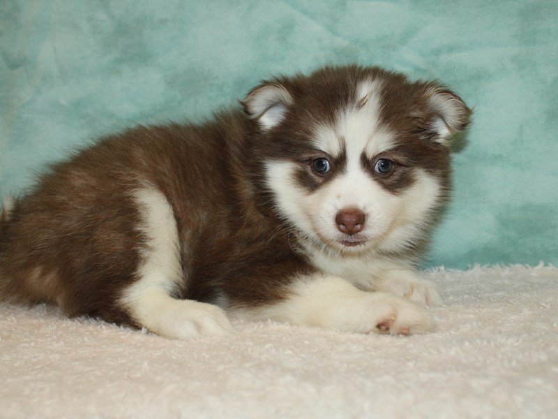 Pomsky Puppy Red / White ID:9472 Located at Petland Rome, Georgia