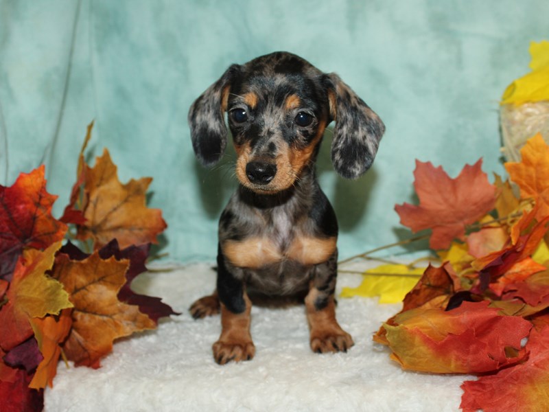 Miniature Dachshund Puppy Dapple