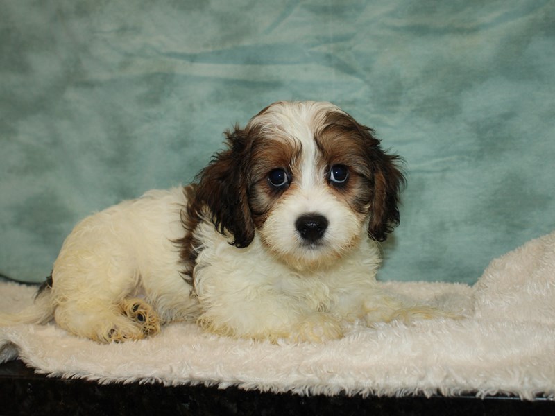 Cavachon Puppy Tri-Colored ID:20465 Located at Petland Rome, Georgia
