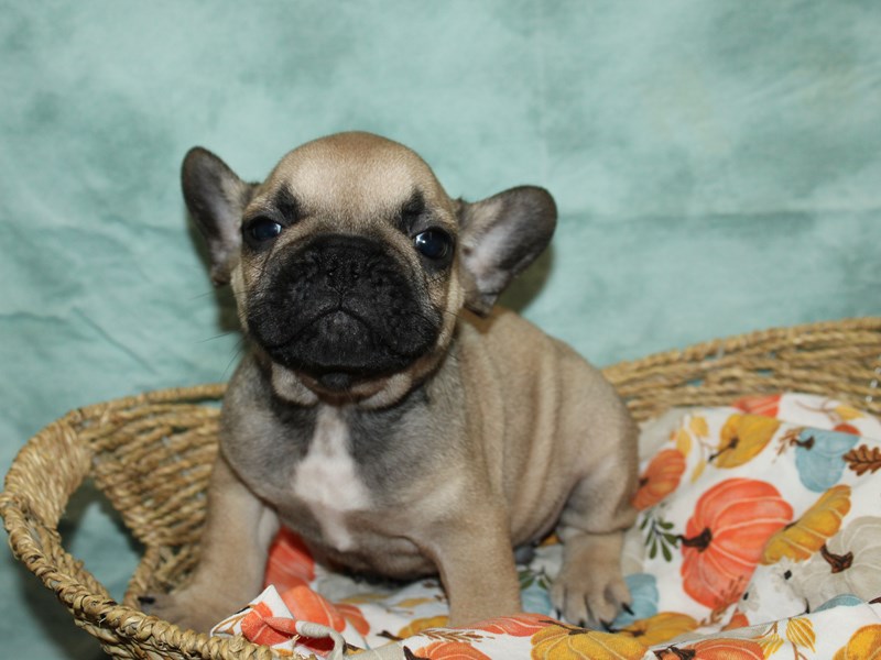 French Bulldog Small Animal Fawn ID:9564 Located at Petland Rome, Georgia