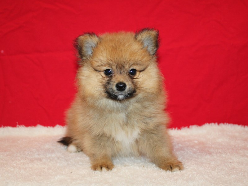 Pomeranian Small Animal ID:9665 Located at Petland Rome, Georgia