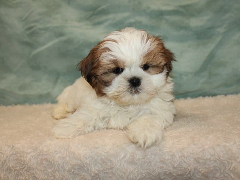 Shih Tzu Puppy Gold & White ID:9634 Located at Petland Rome, Georgia