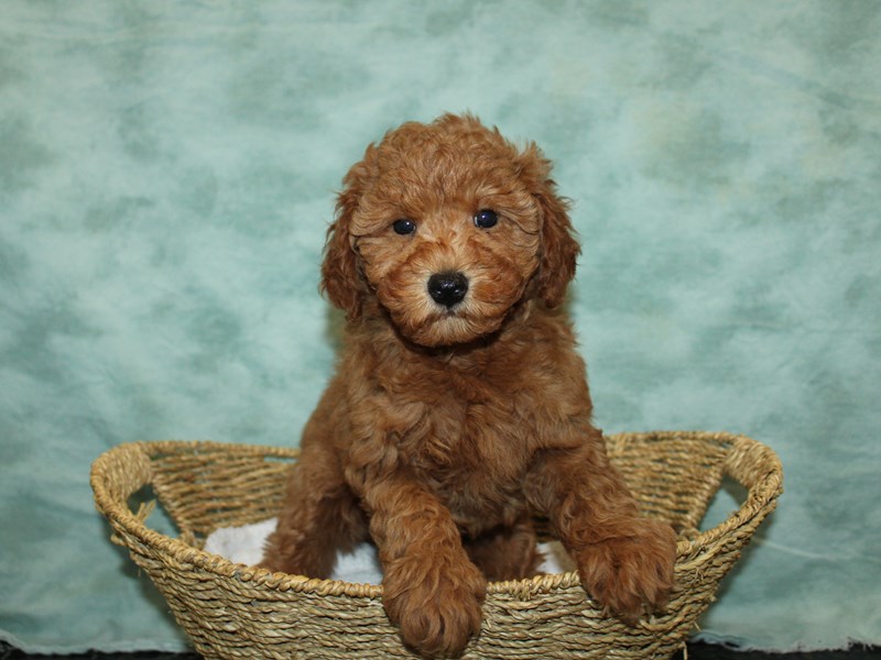 Cavapoo Puppy Red ID:20814 Located at Petland Rome, Georgia