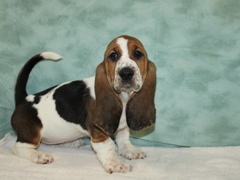 Basset Hound Small Animal Tri-Colored ID:20845 Located at Petland Rome ...