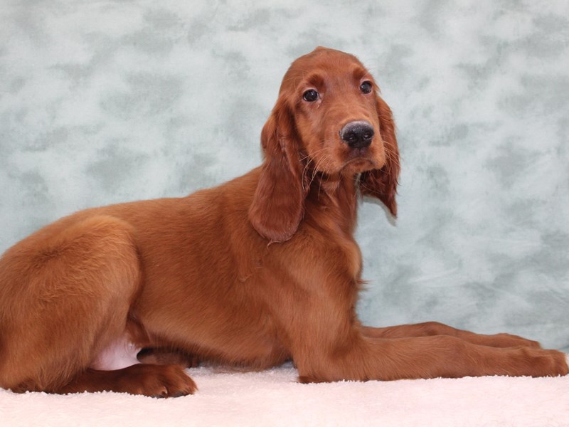 Irish Setter Puppy Red ID:9687 Located at Petland Rome, Georgia