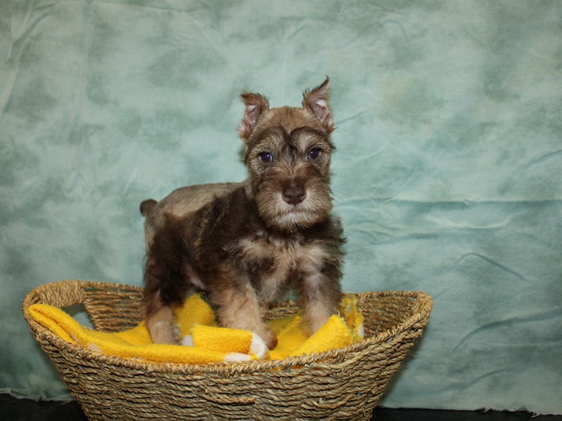 Miniature Schnauzer-DOG-Male-Liver and Pepper-4081033-Petland Rome