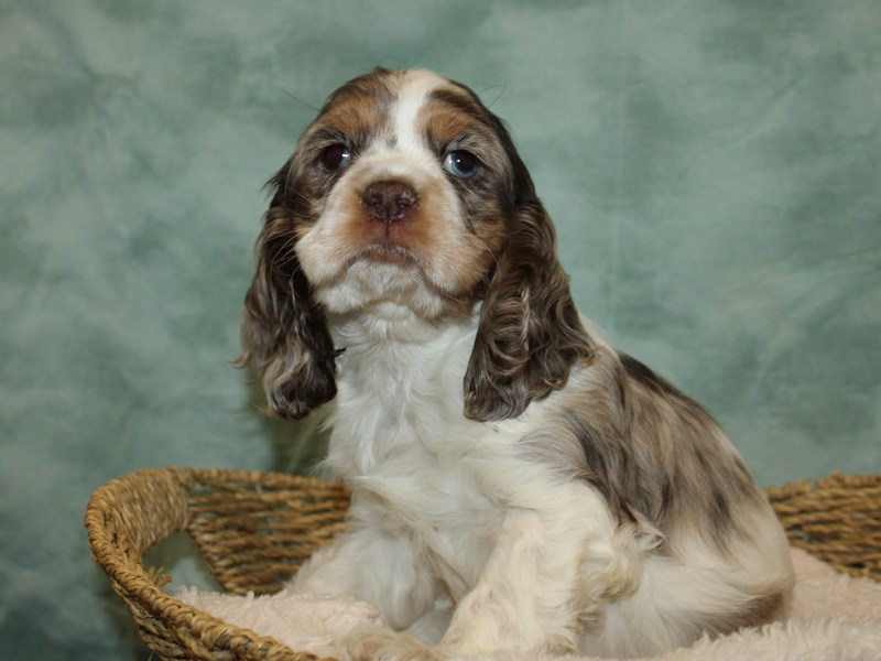 Cocker Spaniel Puppy Chocolate Merle ID:20966 Located at Petland Rome ...