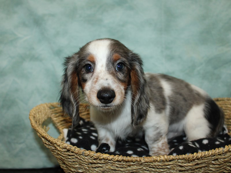 Dachshund Puppy Merle piebald ID:9730 Located at Petland Rome, Georgia