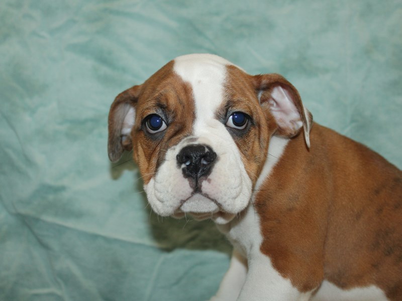 Brown Boxer American Bulldog Mix