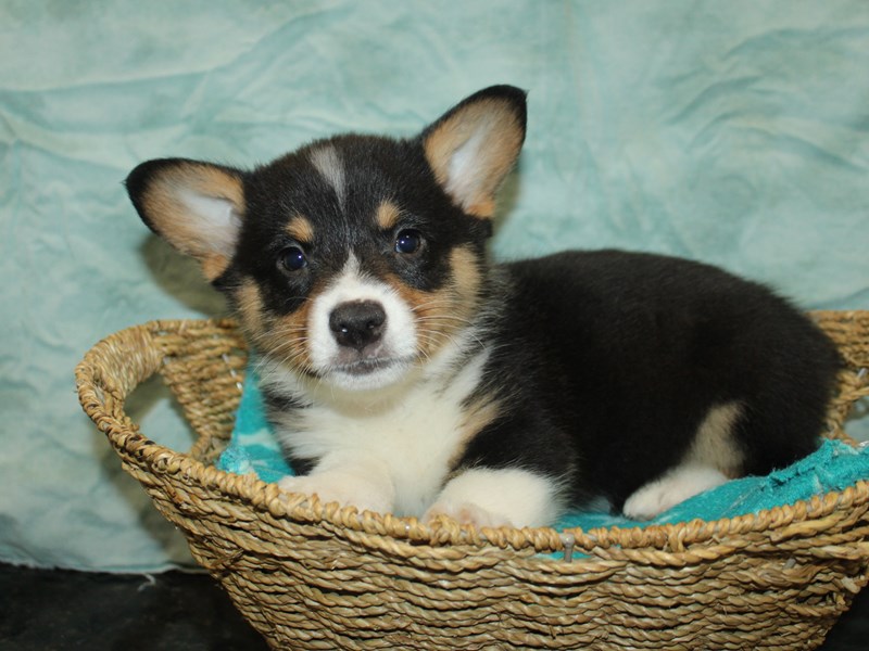 Black Headed Tri Color Corgi
