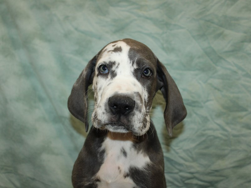 Merle Great Dane Puppies With Blue Eyes