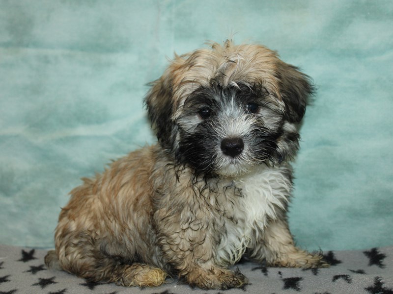 Buy Puppies, Pets and Supplies - Petland Rome in Floyd County, GA