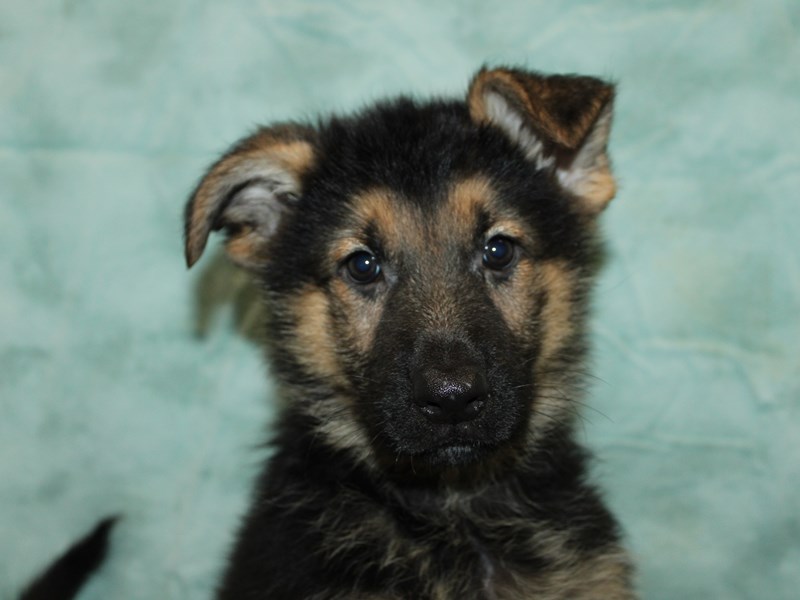 Tan Sable German Shepherd Puppies