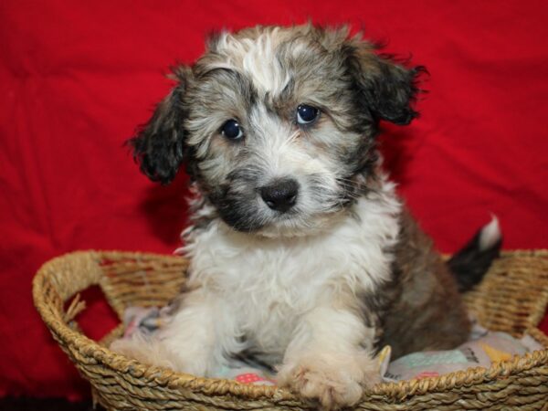 Available Pets - Petland Rome, Georgia