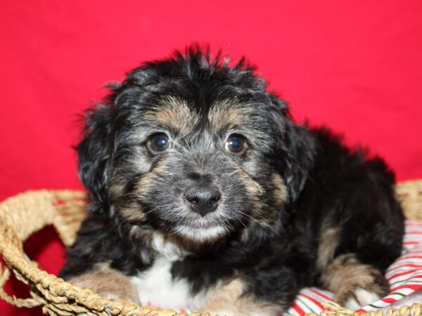 Available Pets - Petland Rome, Georgia