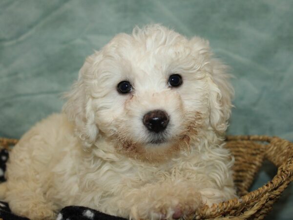 Available Pets - Petland Rome, Georgia