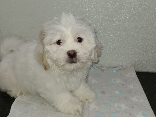 Available Pets - Petland Rome, Georgia