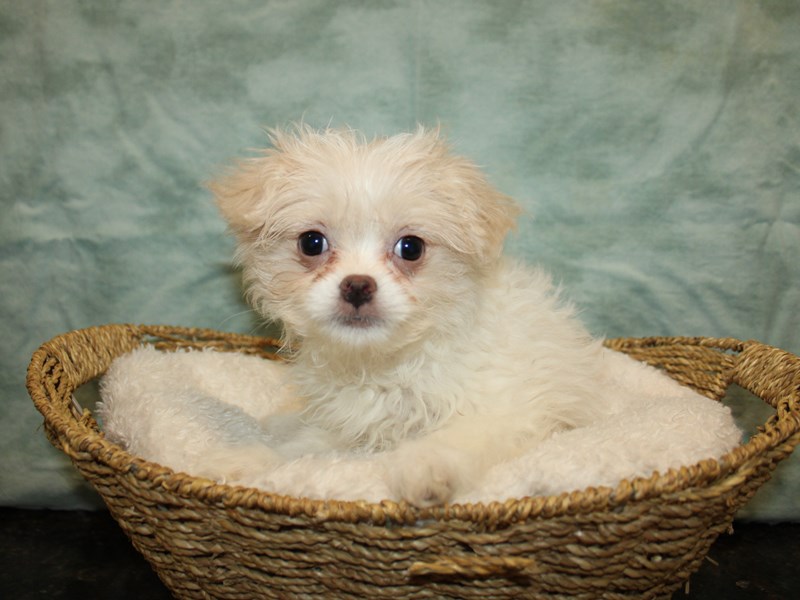 Available Pets - Petland Rome, Georgia