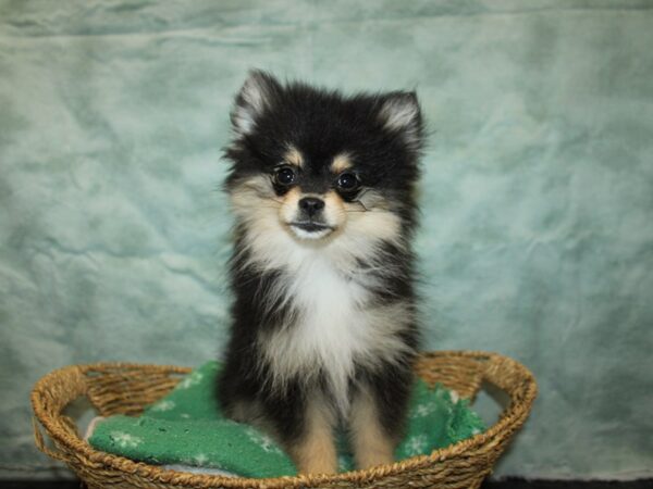 Pomeranian Puppies - Petland Rome, Georgia