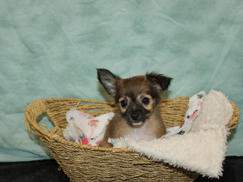 Available Pets - Petland Rome, Georgia