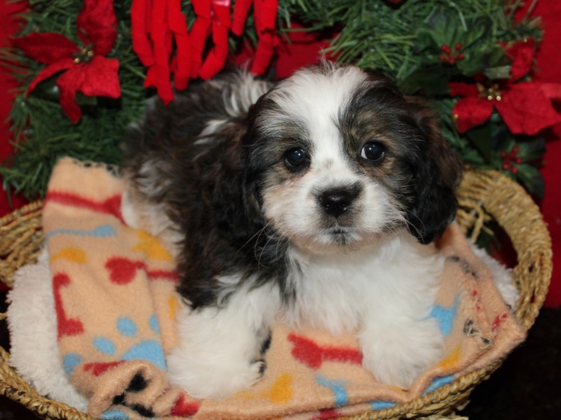 Buy Puppies, Pets and Supplies - Petland Rome in Floyd County, GA