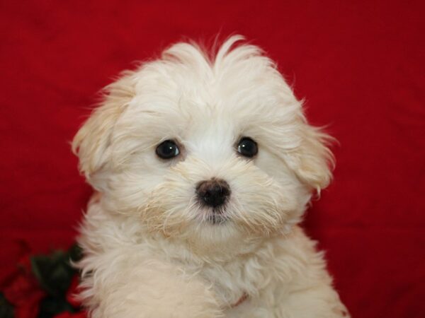 Available Pets - Page 2 of 5 - Petland Rome, Georgia