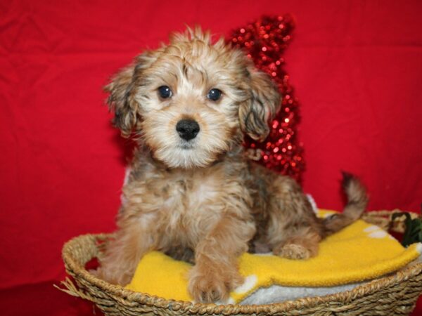 Available Pets - Petland Rome, Georgia