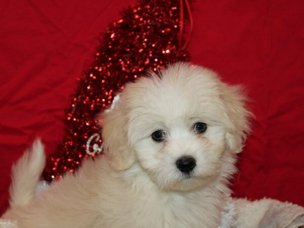 Available Pets - Petland Rome, Georgia