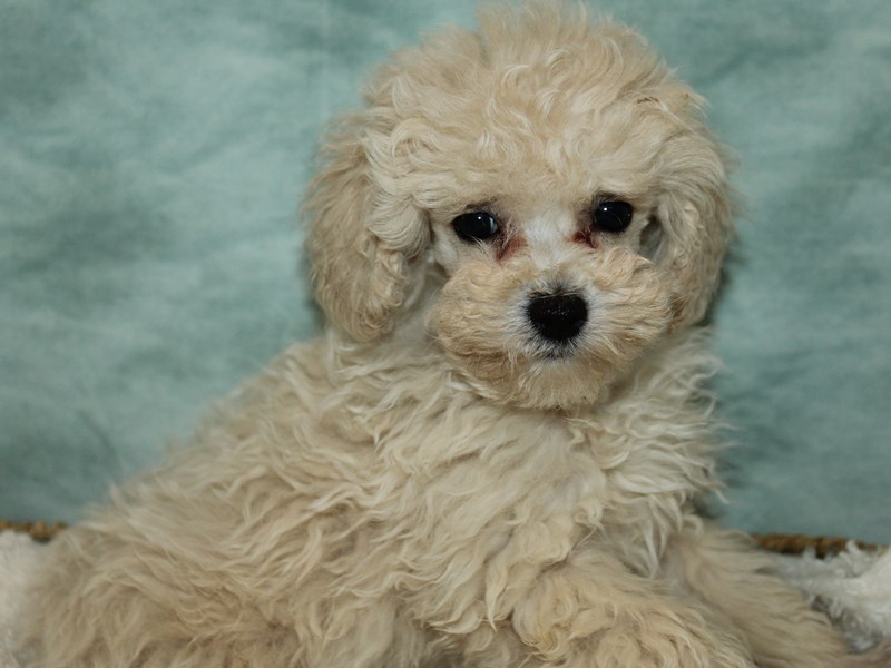 Available Pets - Page 3 of 4 - Petland Rome, Georgia