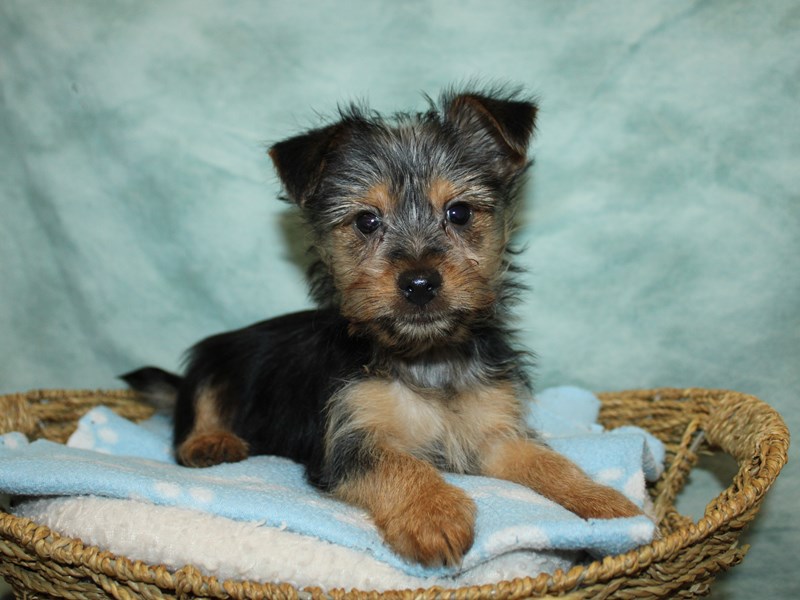 Buy Puppies, Pets and Supplies - Petland Rome in Floyd County, GA